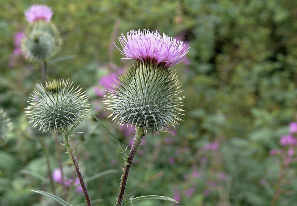Milk Thistle - Silybum Marianum - True Health - Gaia Arise Farm